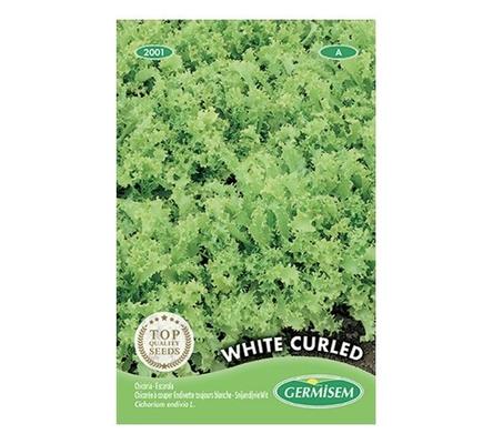 Stock Ath - CHICOREE A COUPER ENDIVETTE TOUJOURS BLANCHE