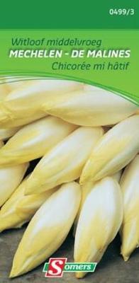 Stock Ath - SOMERS CHICOREE DE BRX ALBA